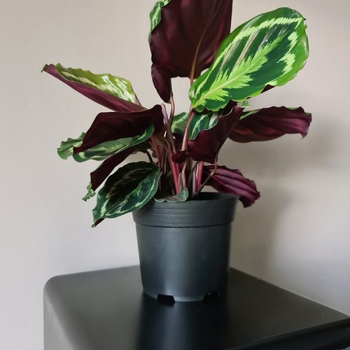 Ghivece flori, 50 bucati, reutilizabile, 2 litri, plastic negru